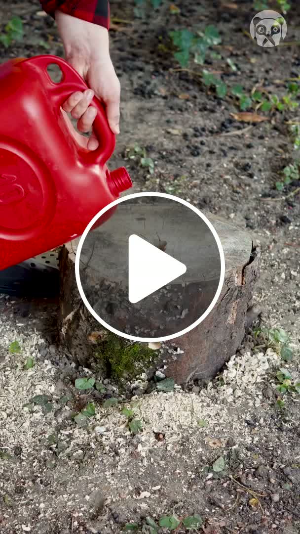 The Right Way to Remove a Tree Stump - NewsBreak
