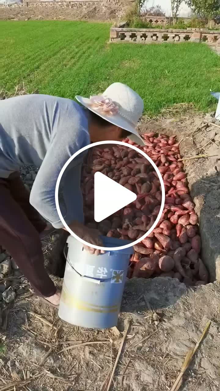 Stocking potatoes 🤔 #potatoes #madeinchina - NewsBreak