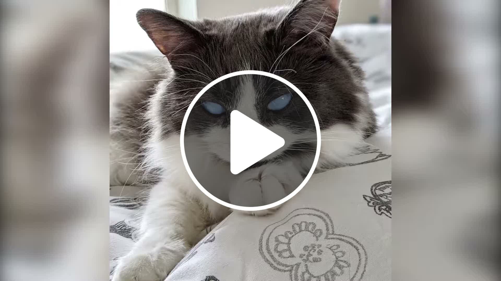 Blind cat enjoys life despite his blindness - NewsBreak