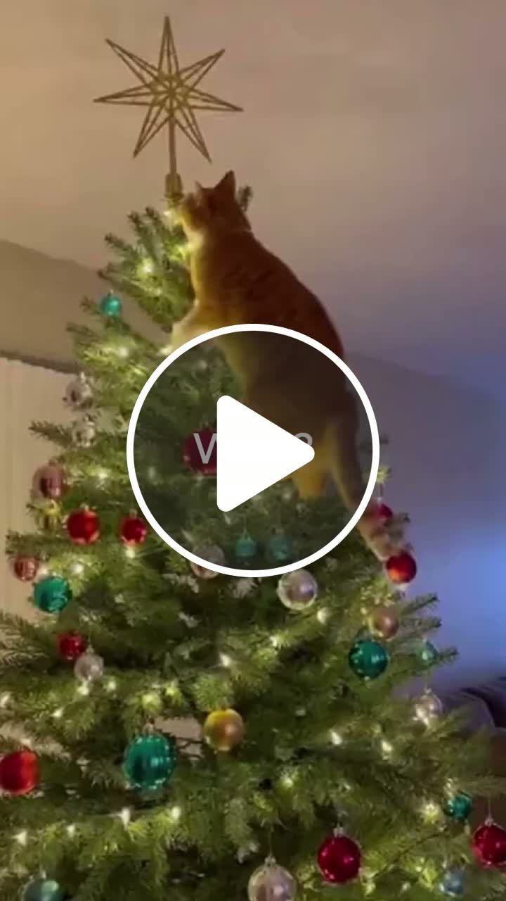 Ginger Cat Declares War on Christmas AI - NewsBreak