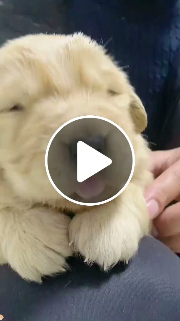 Golden retriever puppies - NewsBreak