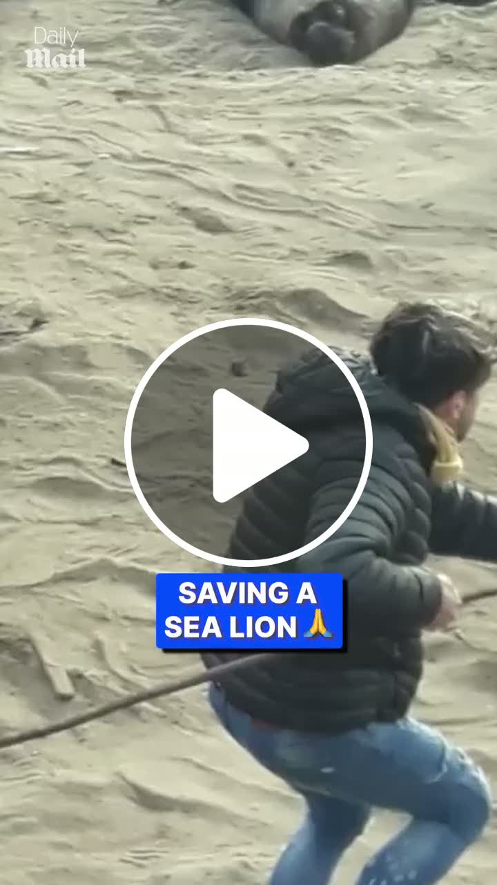 Tire stuck around helpless sea lion s neck - NewsBreak