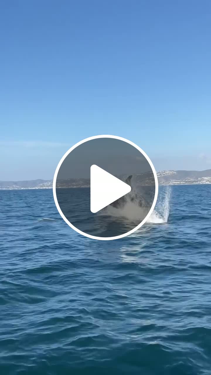Flying orca alert We saw killer whales right off Newport Beach again ...