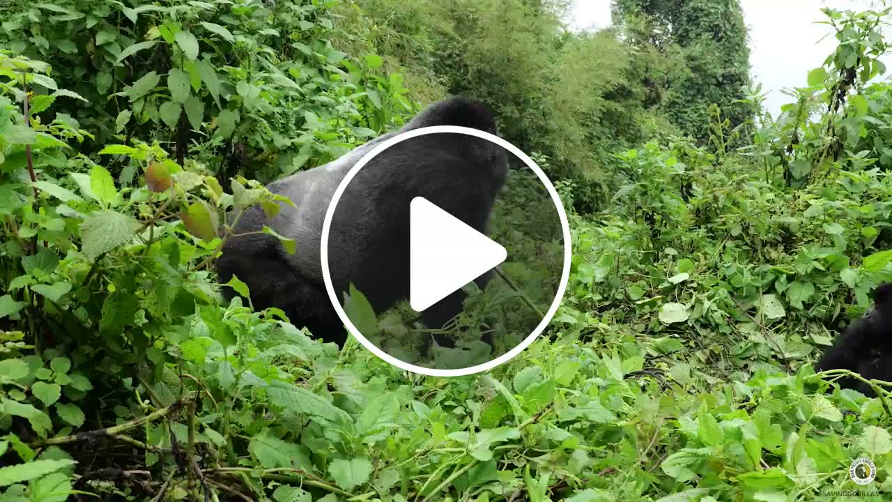 A baby gorilla asks for a hug from his silverback father. - NewsBreak