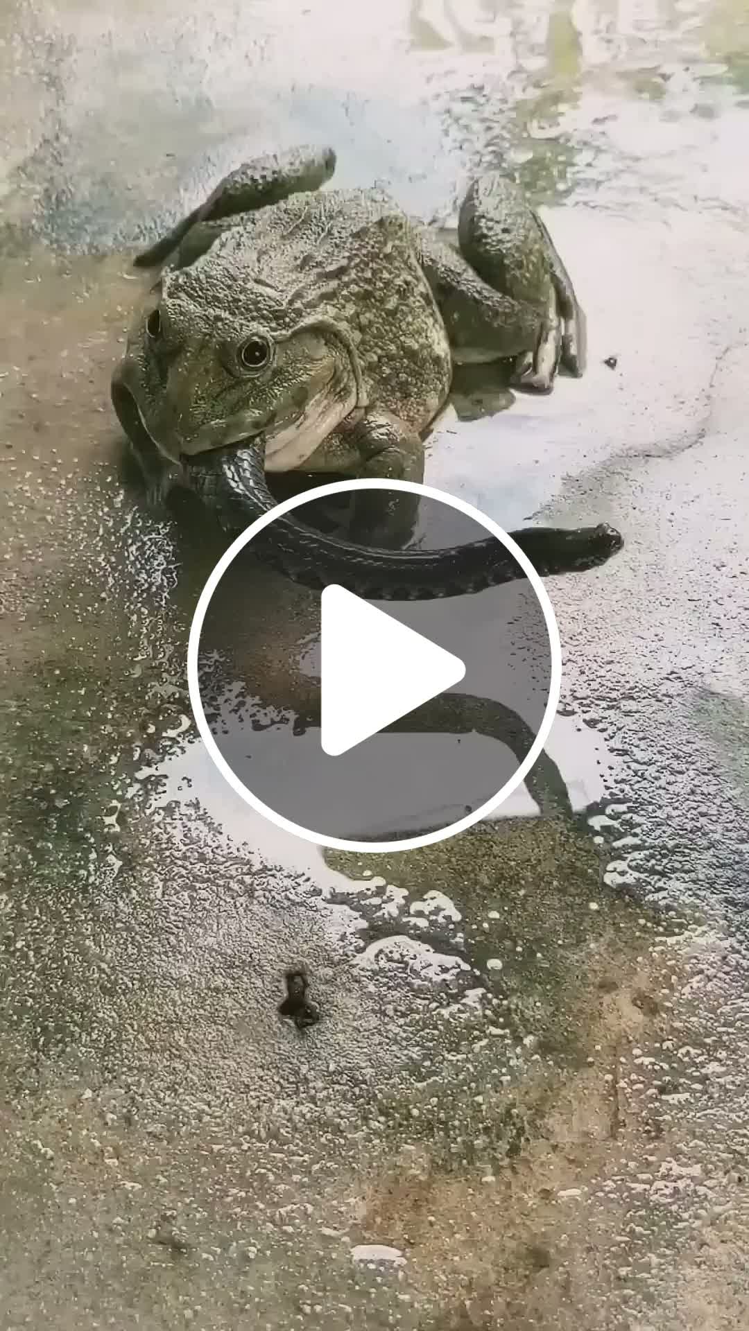 Animals that eat their own species #facts #animalfacts #wildlife ...