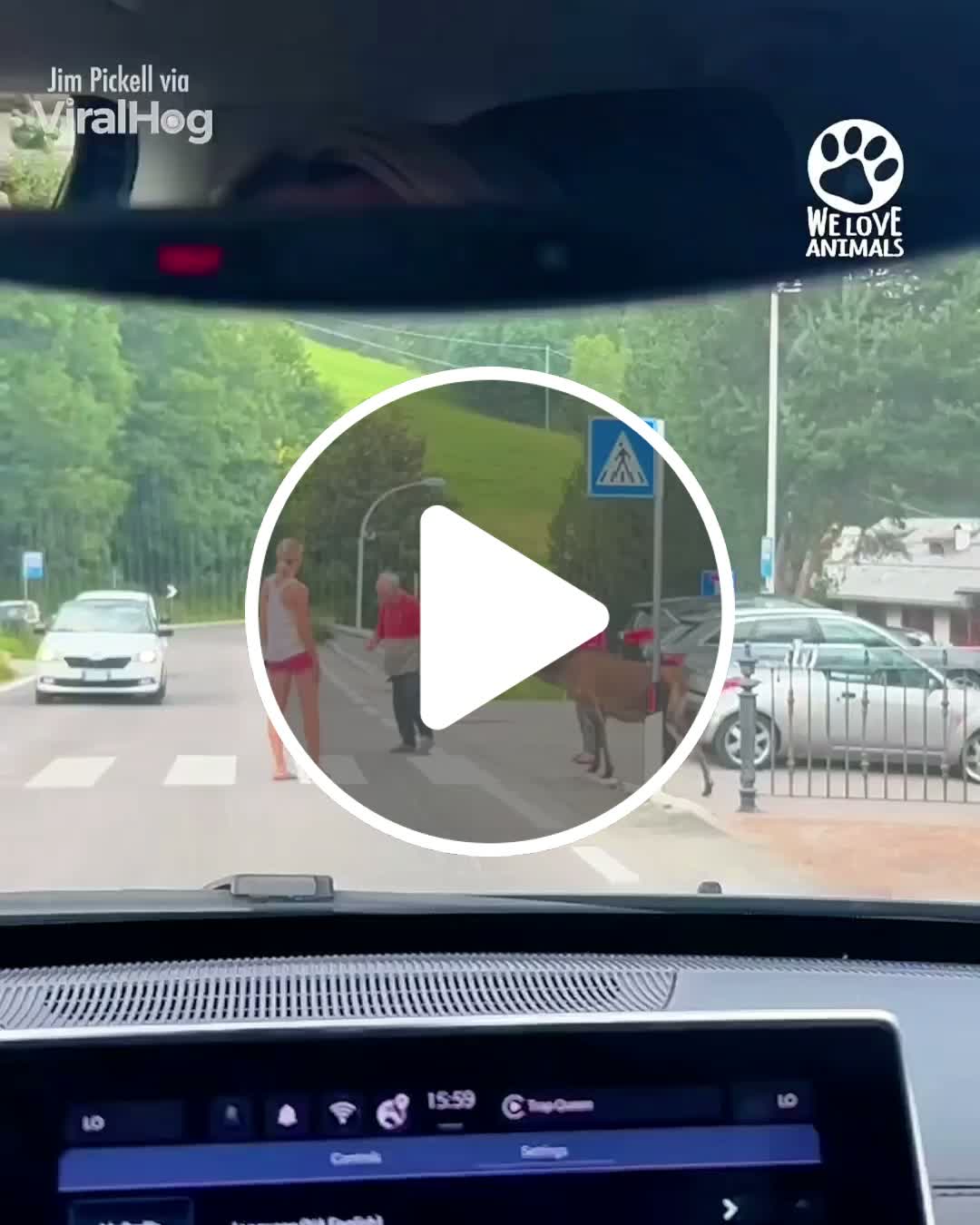 Kind Old Man Helps Deer Cross Road - NewsBreak