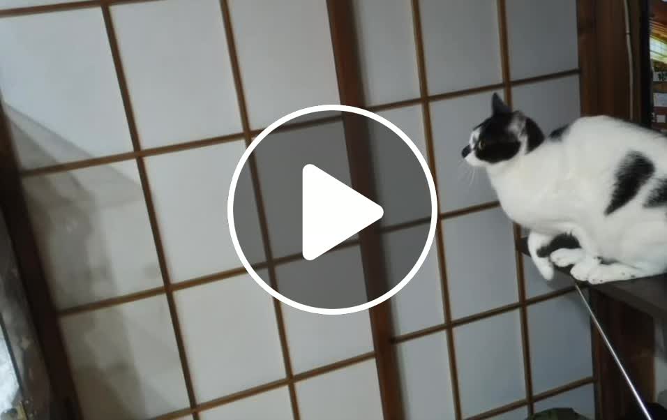 Mimi-chan jump - NewsBreak