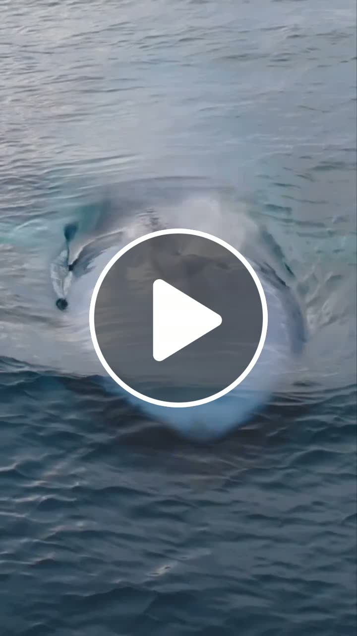 Marvel at the sheer size of the mighty blue whale the largest creature ...