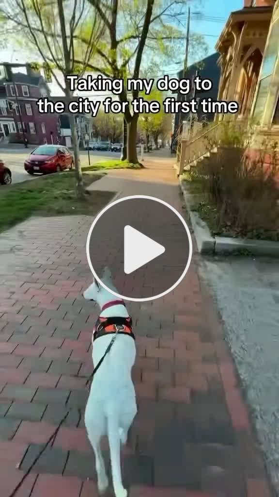 Biscuits new home! #city #maine #meme #funny #dogs #park - NewsBreak
