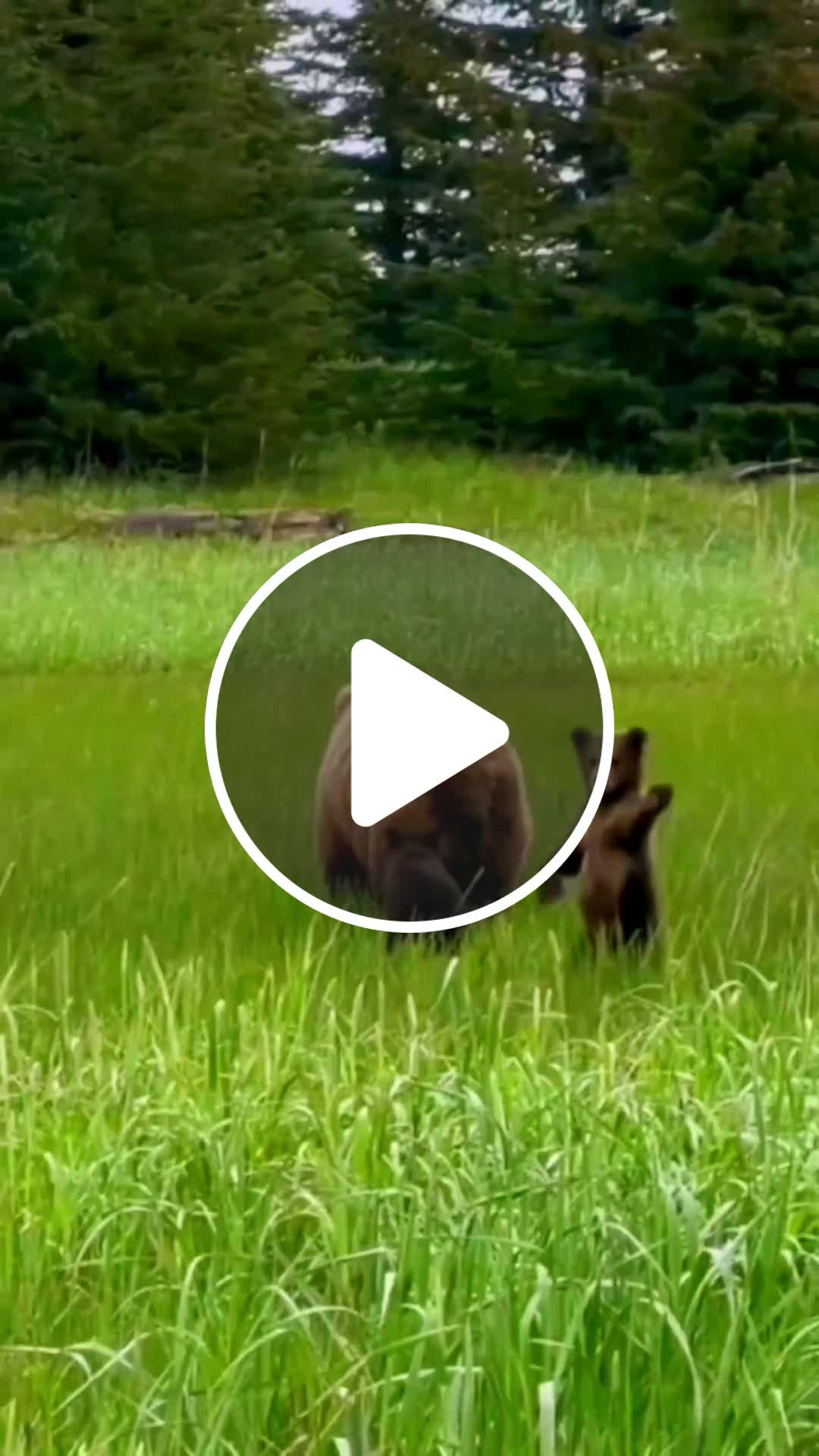 Nature's greatest gift is the diversity of animal species. There are ...