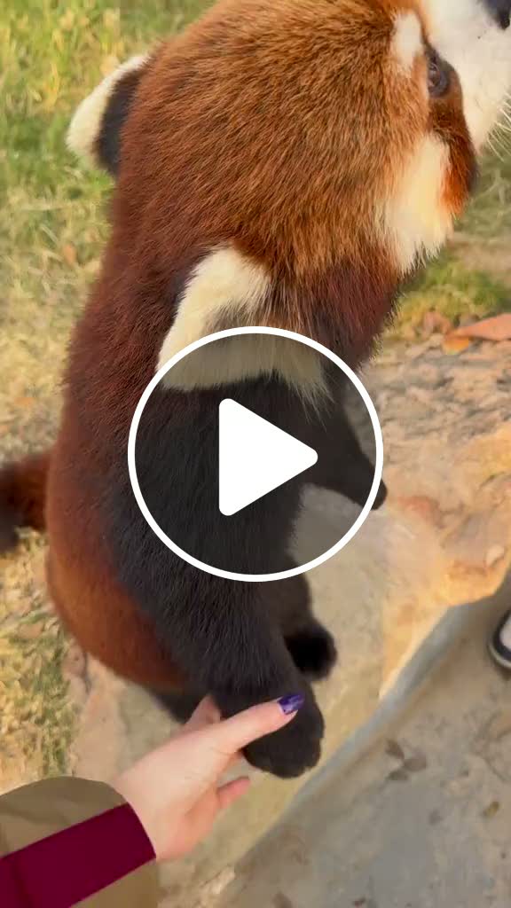 Red panda #redpanda #animals #lovely - NewsBreak