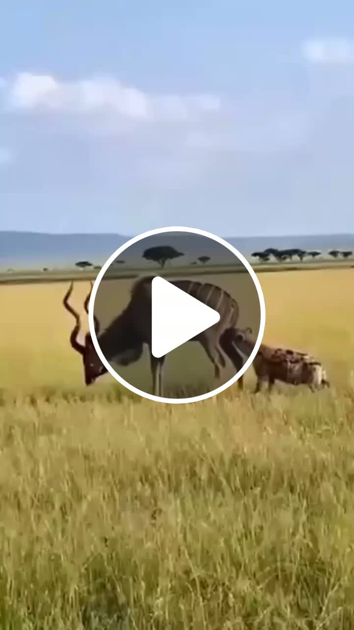 Respect nature, respect wildlife 🌍 Follow to see the beauty of the wild ...