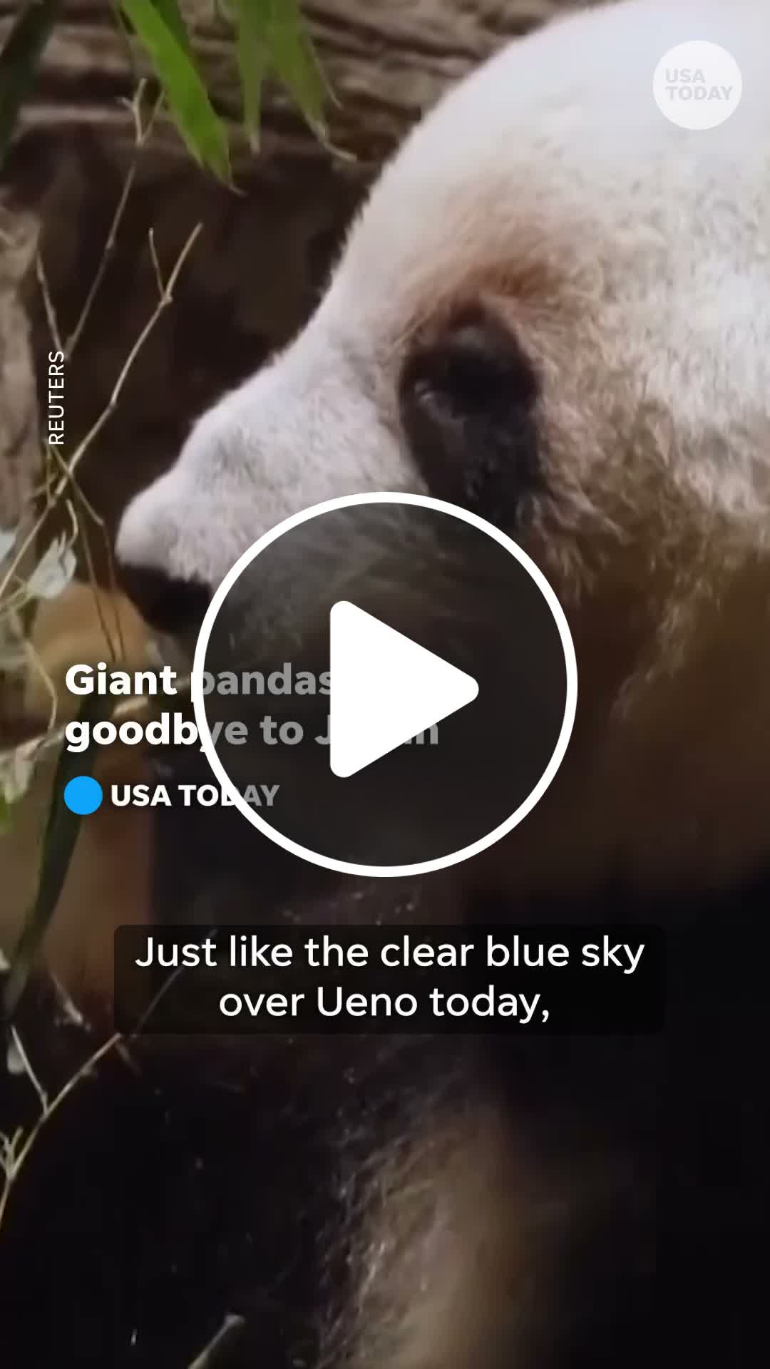 Pandas bid goodbye to Japan as twins Xiao Xiao, Lei Lei head back to ...