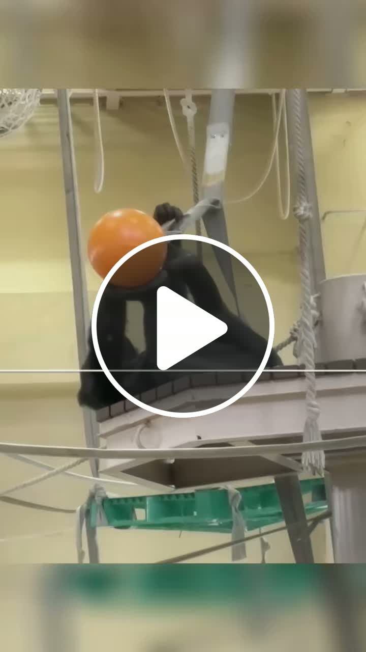 Shabani happily embracing his daughter gorilla gorillababy# gorilla ...