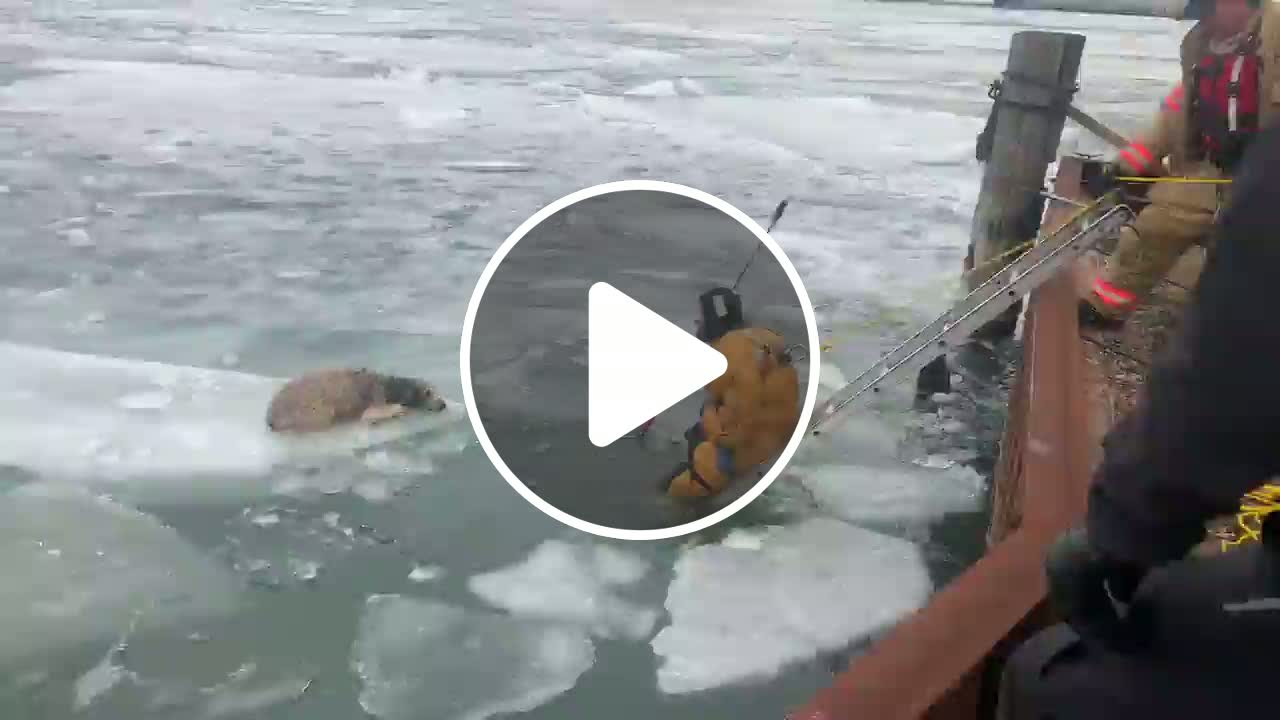 POOR PUP! Firefighters in Michigan pulled Lucy from freezing water ...