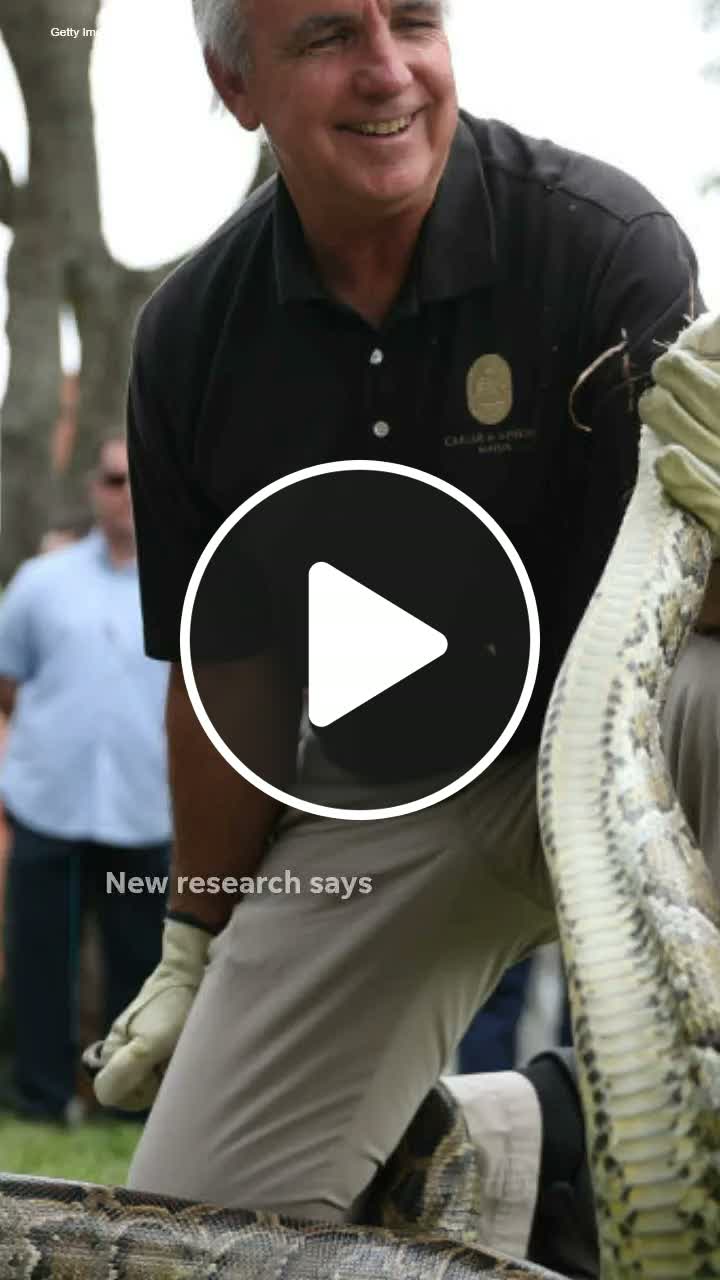 Burmese pythons push north, raising concerns on Florida's Space Coast ...