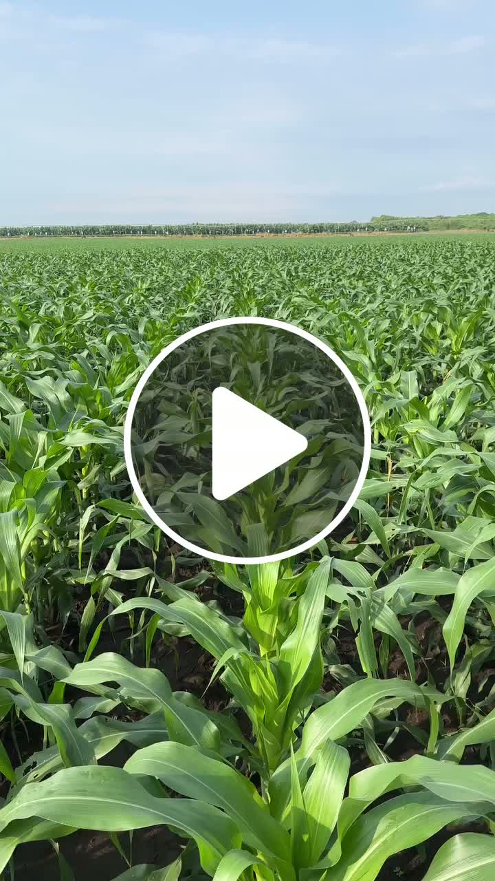 Bench trial ends in acquittal for Rockford murder suspect - NewsBreak