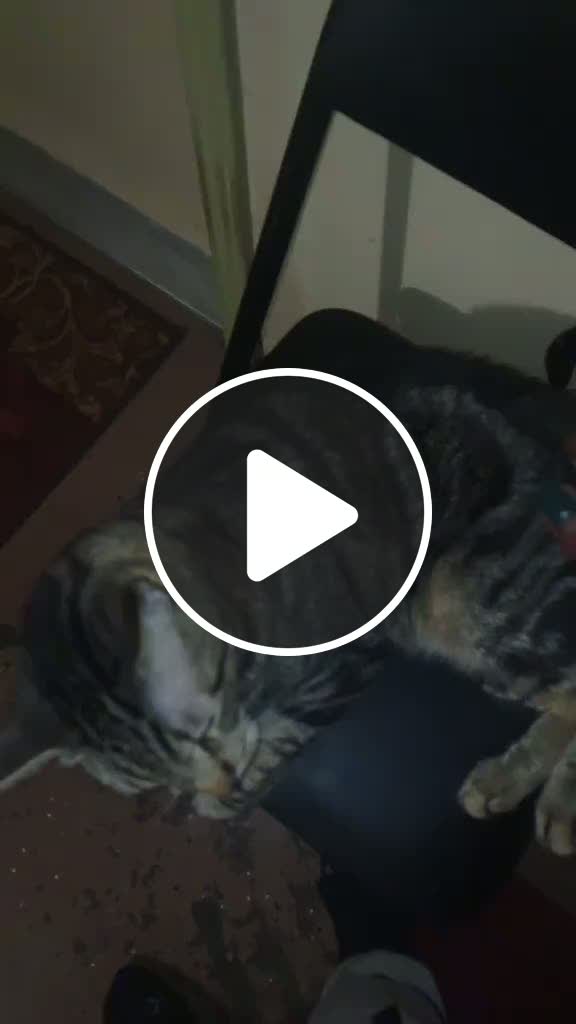 My baby boy, 🤩 him so sweet ️ #myfurbaby #gottalovehim #petsoftiktok # ...