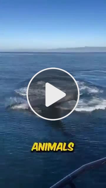 Worlds Loudest Fish Is Blue Whale - NewsBreak