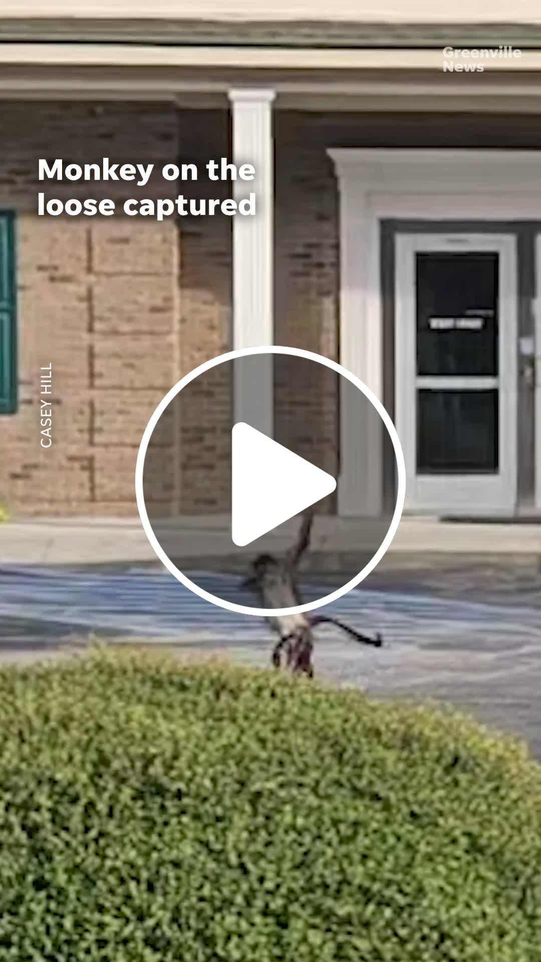 Monkey on the loose captured after viral adventure in rural South ...