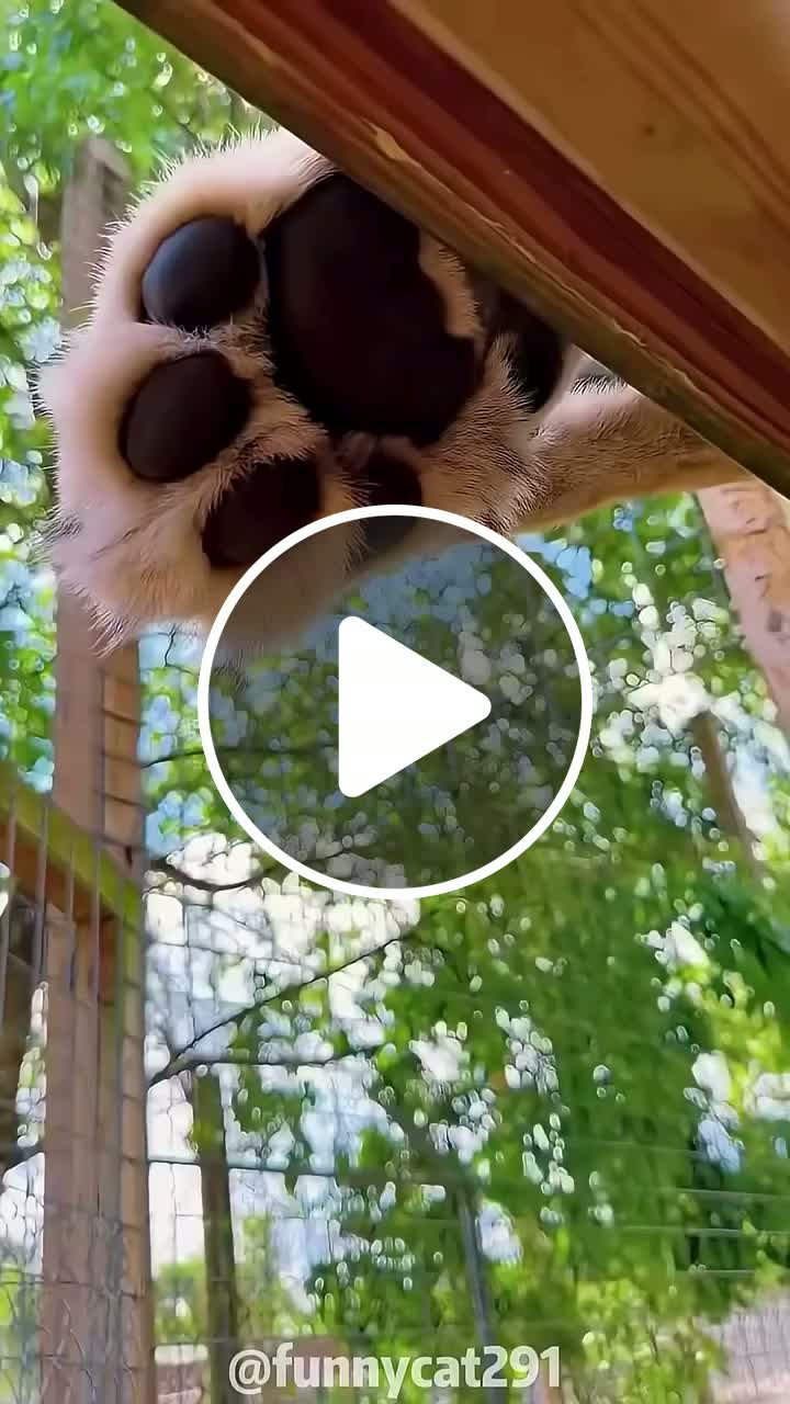 Big cat core!!!! #discoverwildlife - NewsBreak