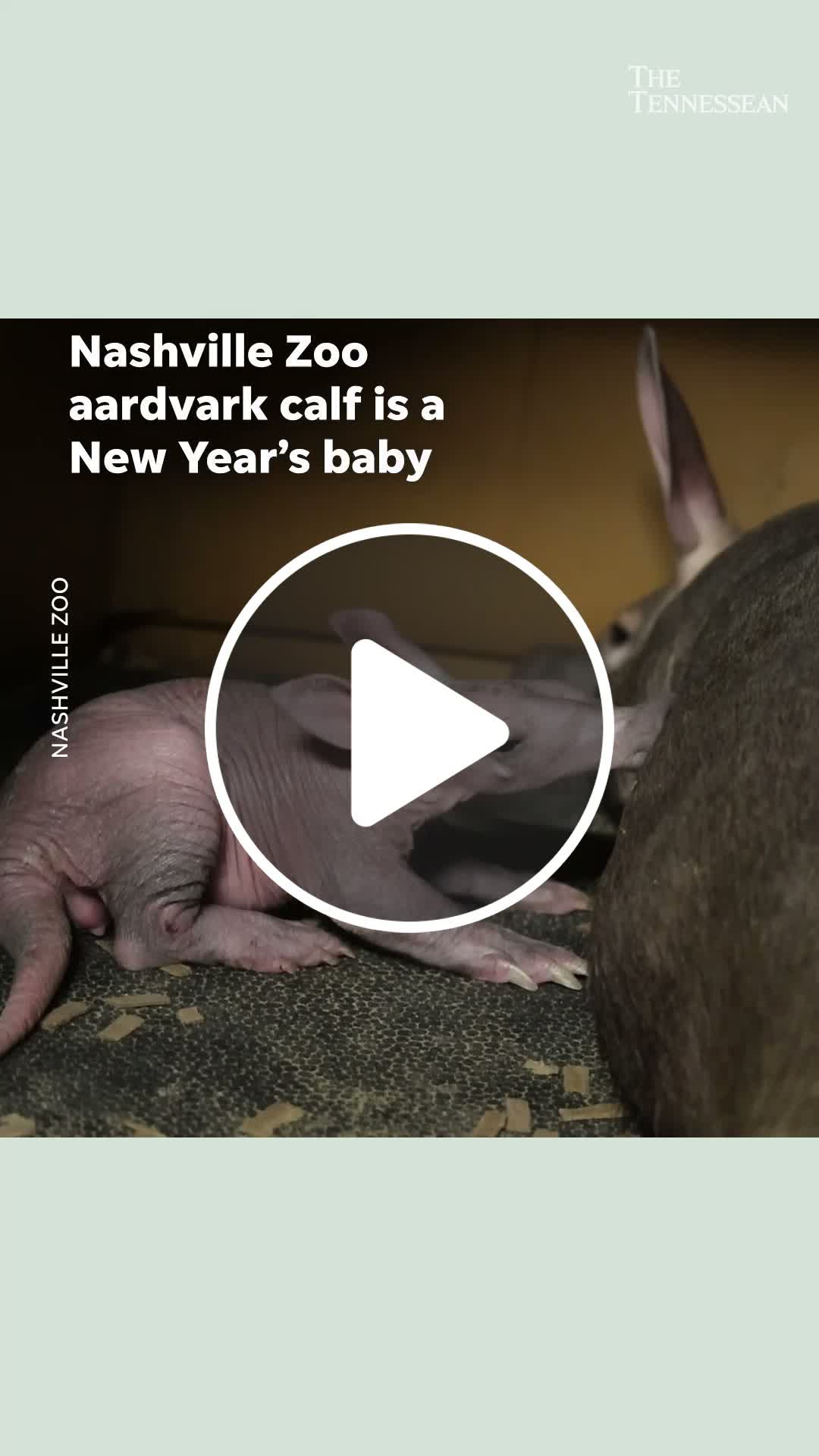 Nashville welcomes aardvark calf, born on New Year’s Day - NewsBreak