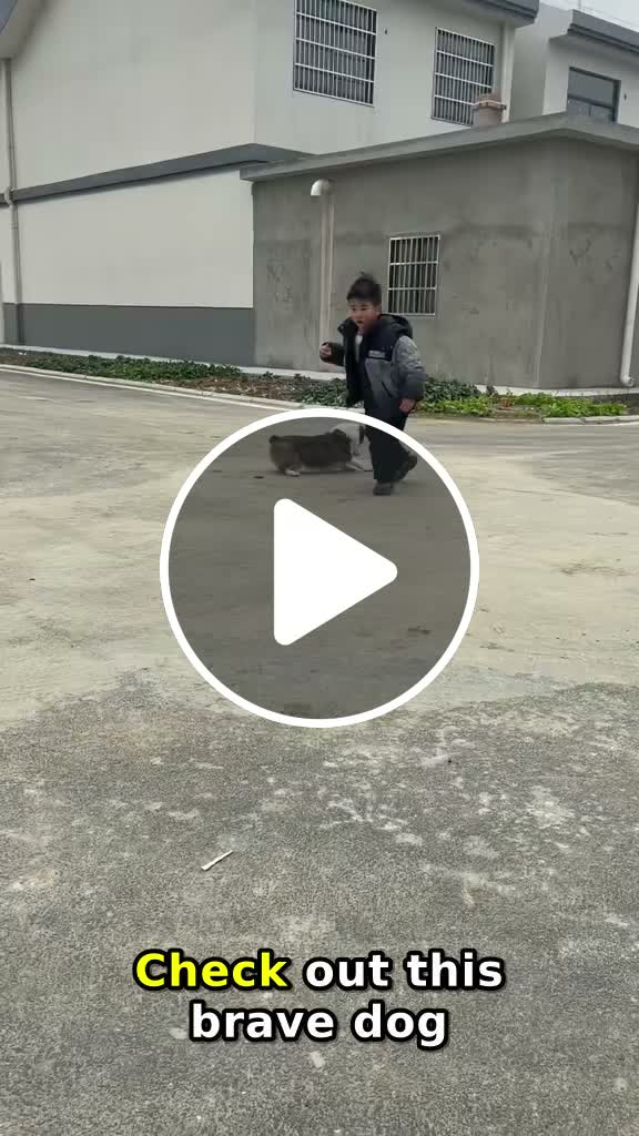 Hero Dog Safely Disposes of Firecracker in China - NewsBreak