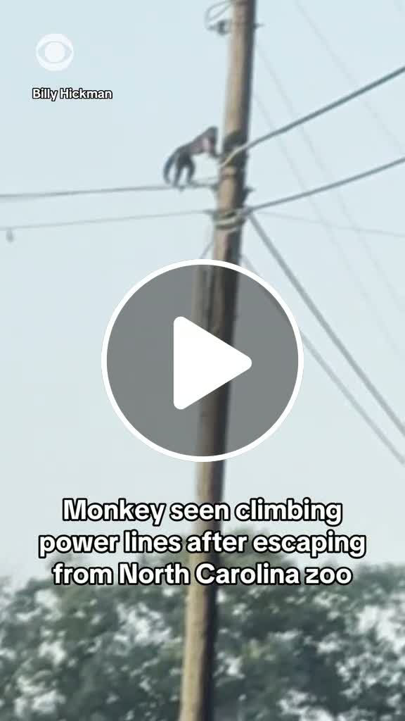 A Capuchin monkey that escaped from Zootastic Park in Iredell County ...