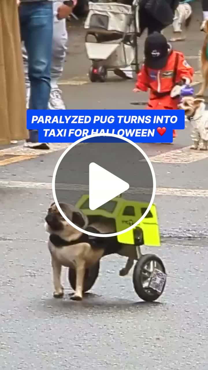 Cutest taxi driver in the world - NewsBreak