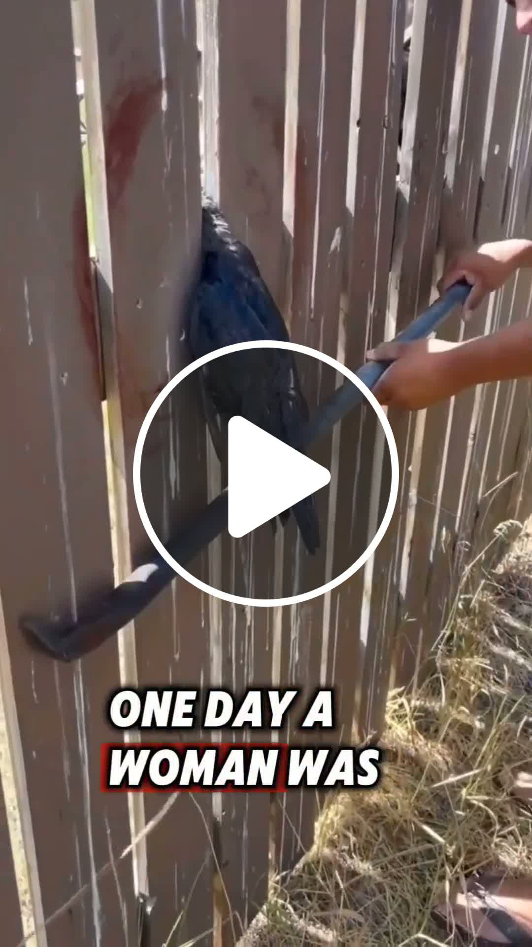 The Family Rescued A Helpless Crow And Then We Love Animals #rescue # ...