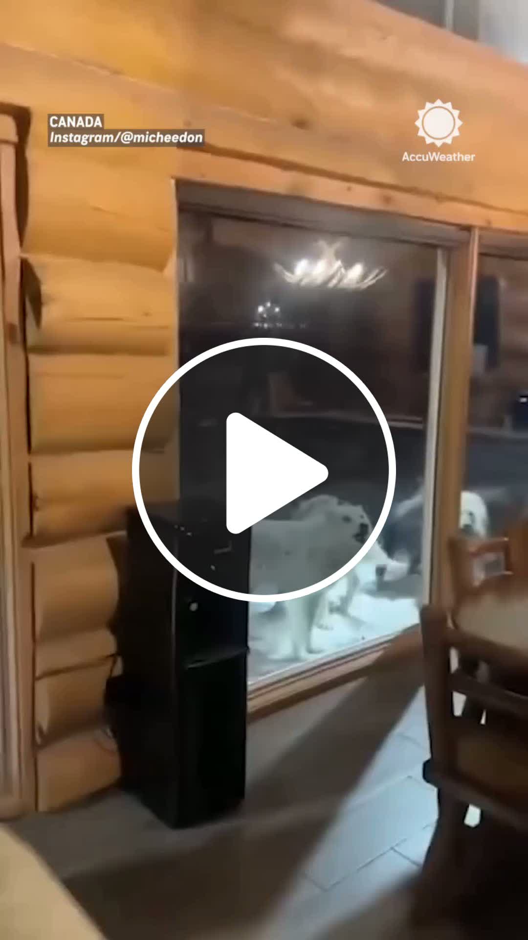 GOOD MORNING… imagine rubbing your eyes and realizing a whole wolf pack ...