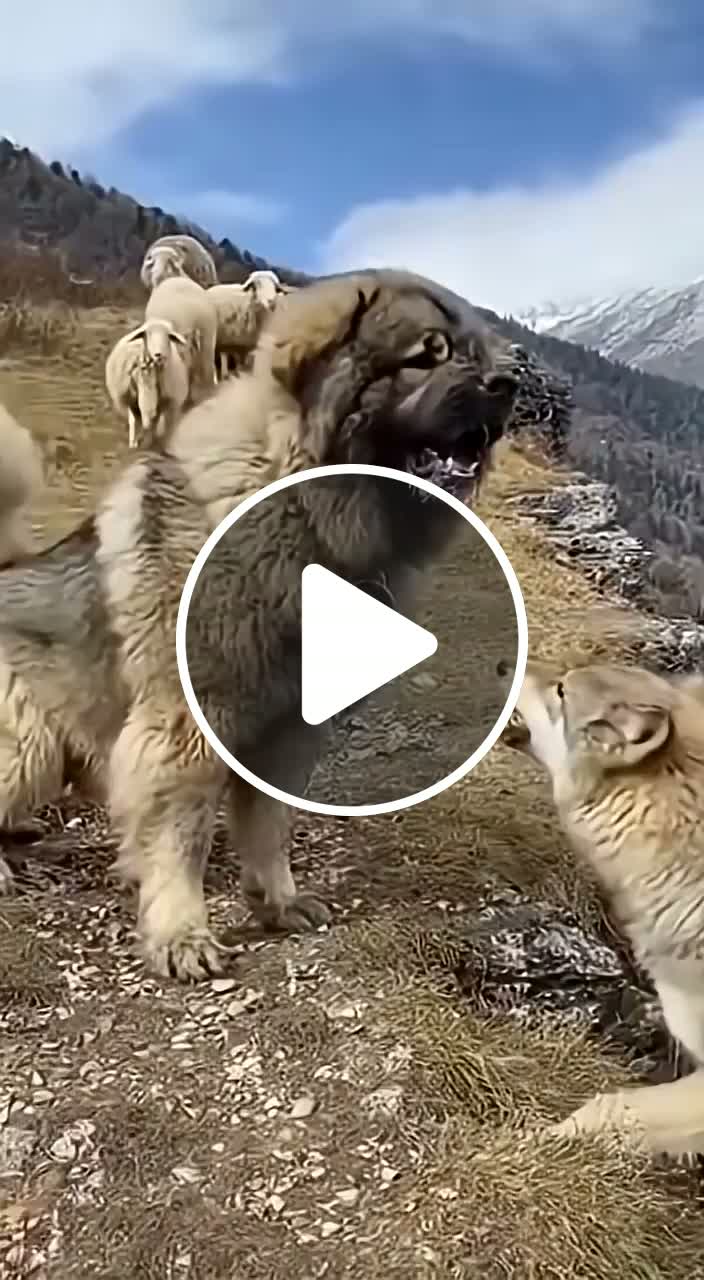 The Caucasian shepherd dog grabs a wolf with an iron grip and protects ...