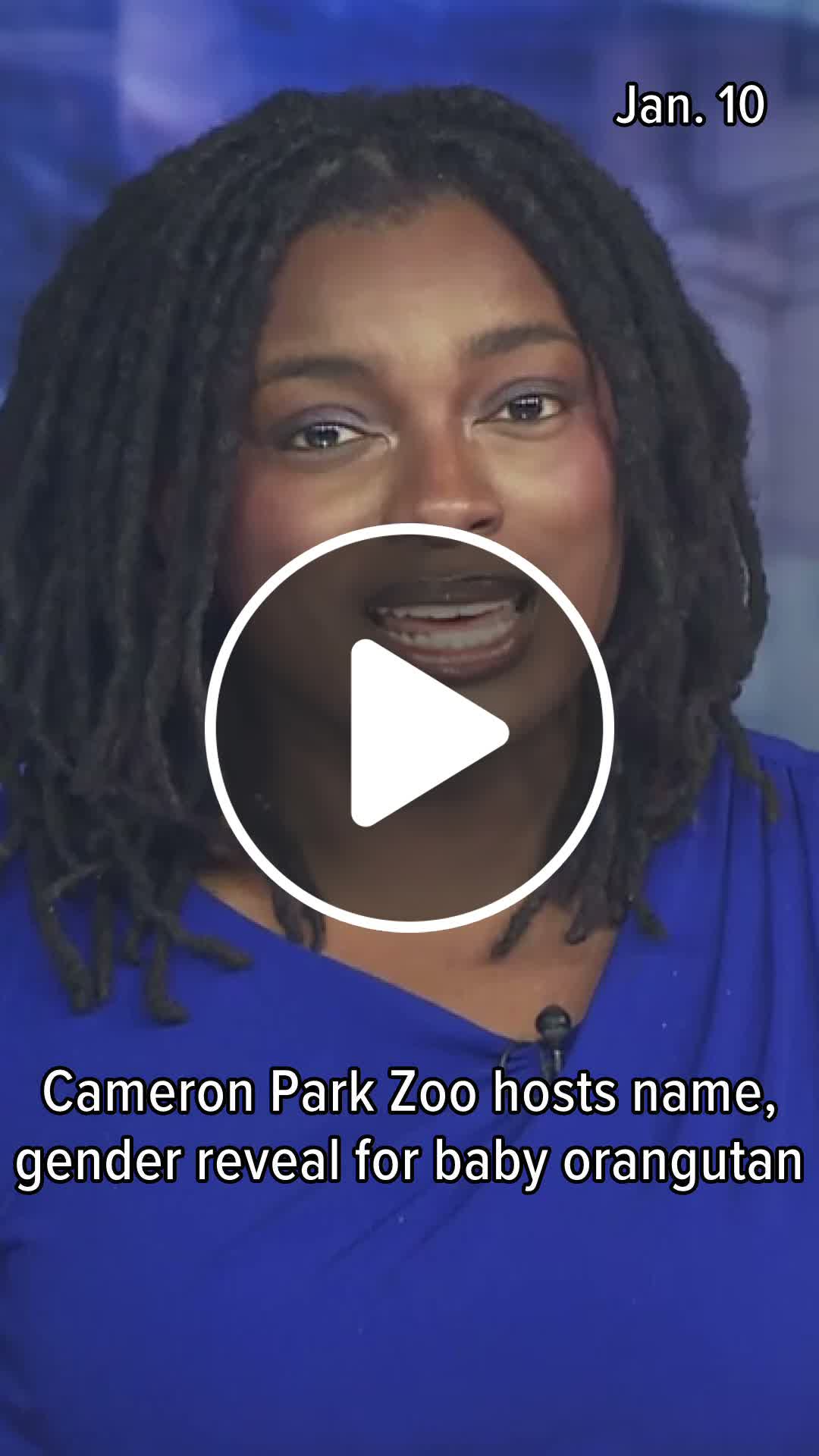 Cameron Park Zoo hosts name, gender reveal for baby orangutan - NewsBreak