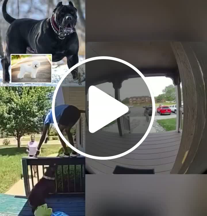 Dogs really be having people moving like they’re in a horror movie. Are ...