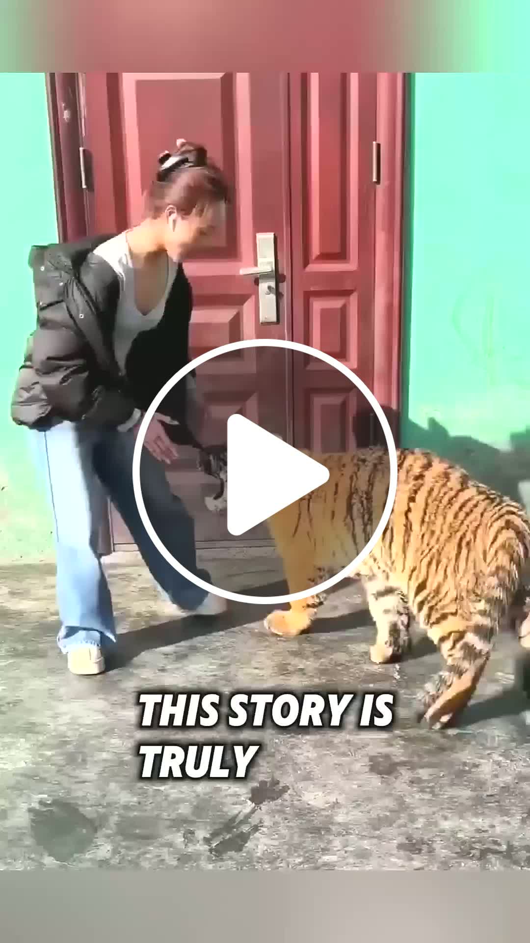 This orphaned tiger was raised by a kind woman after it lost its mother ...