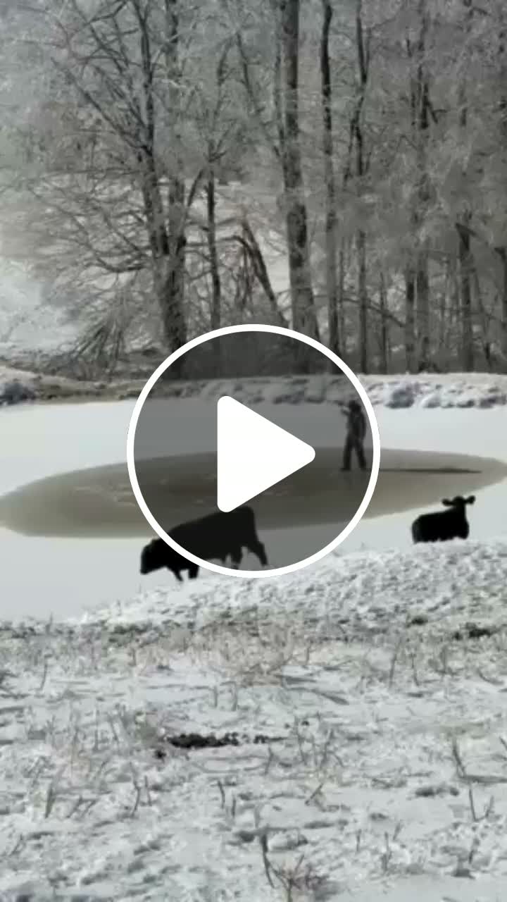 Tennessee rancher saves bull that fell into icy pond after winter storm ...