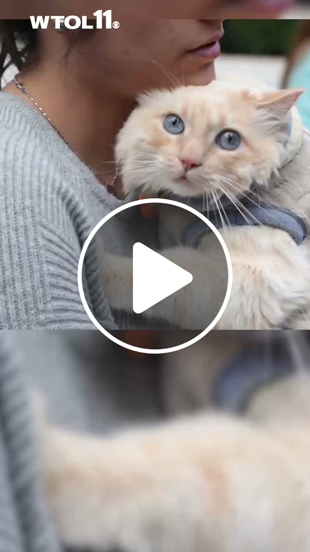 Blessing of the animals in Mexico City - NewsBreak