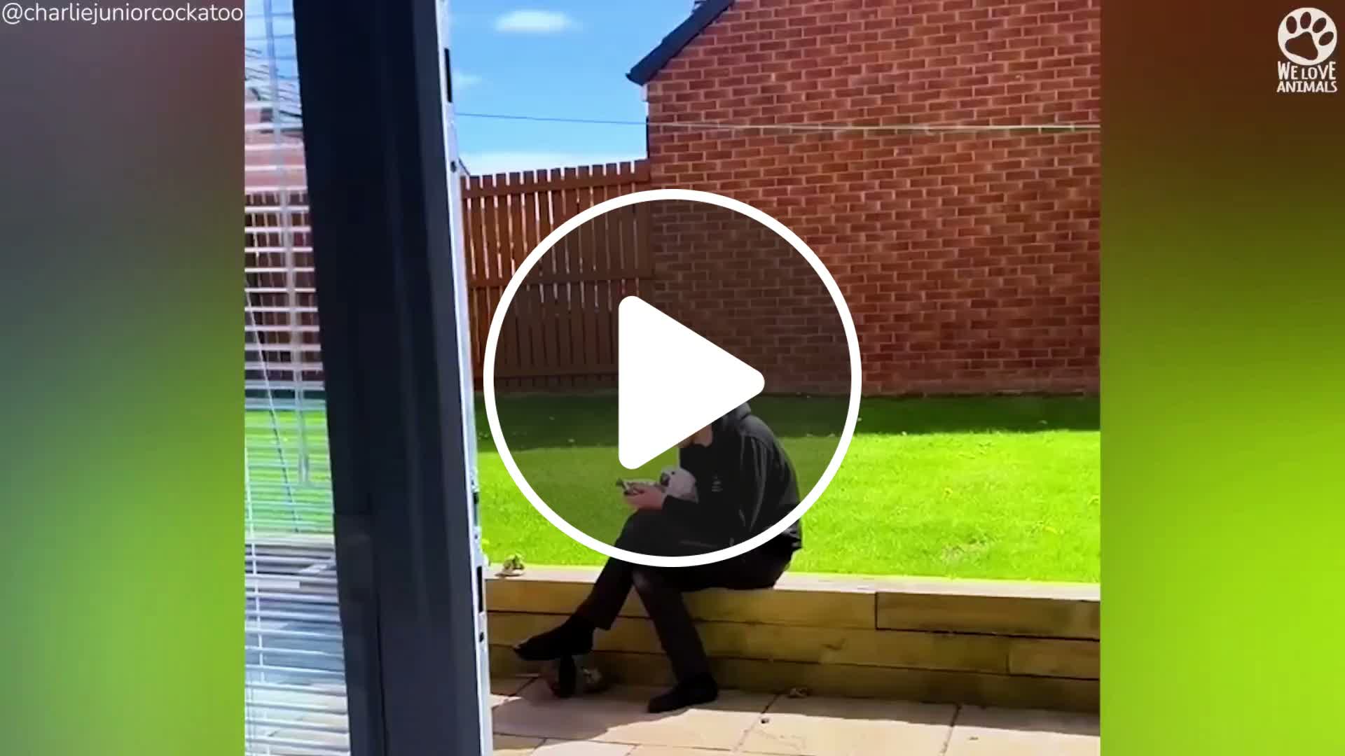 Reluctant Husband Has Cockatoo Follow Him Everywhere - NewsBreak