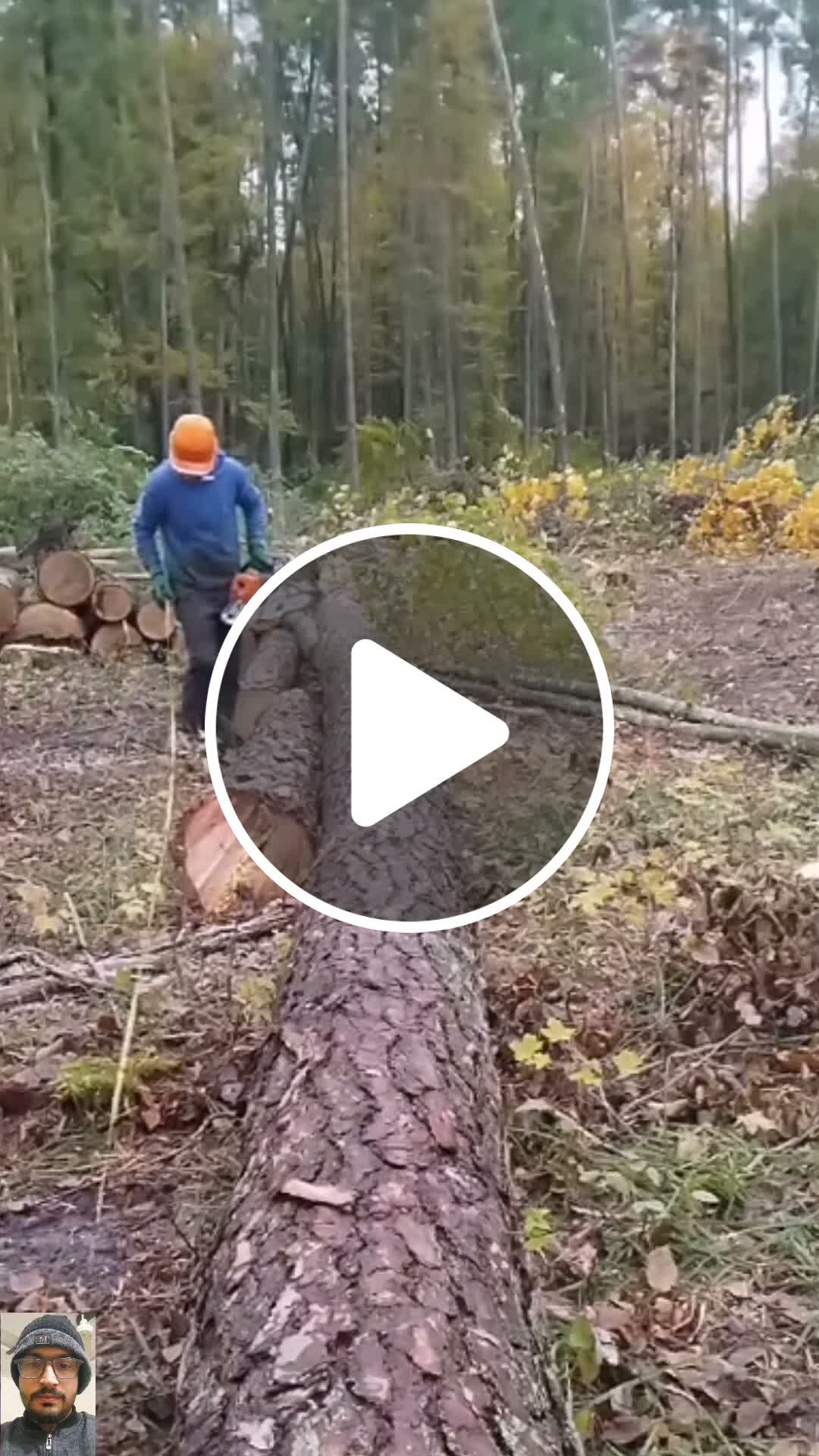 cutting tree#tree#wood#cutting - NewsBreak