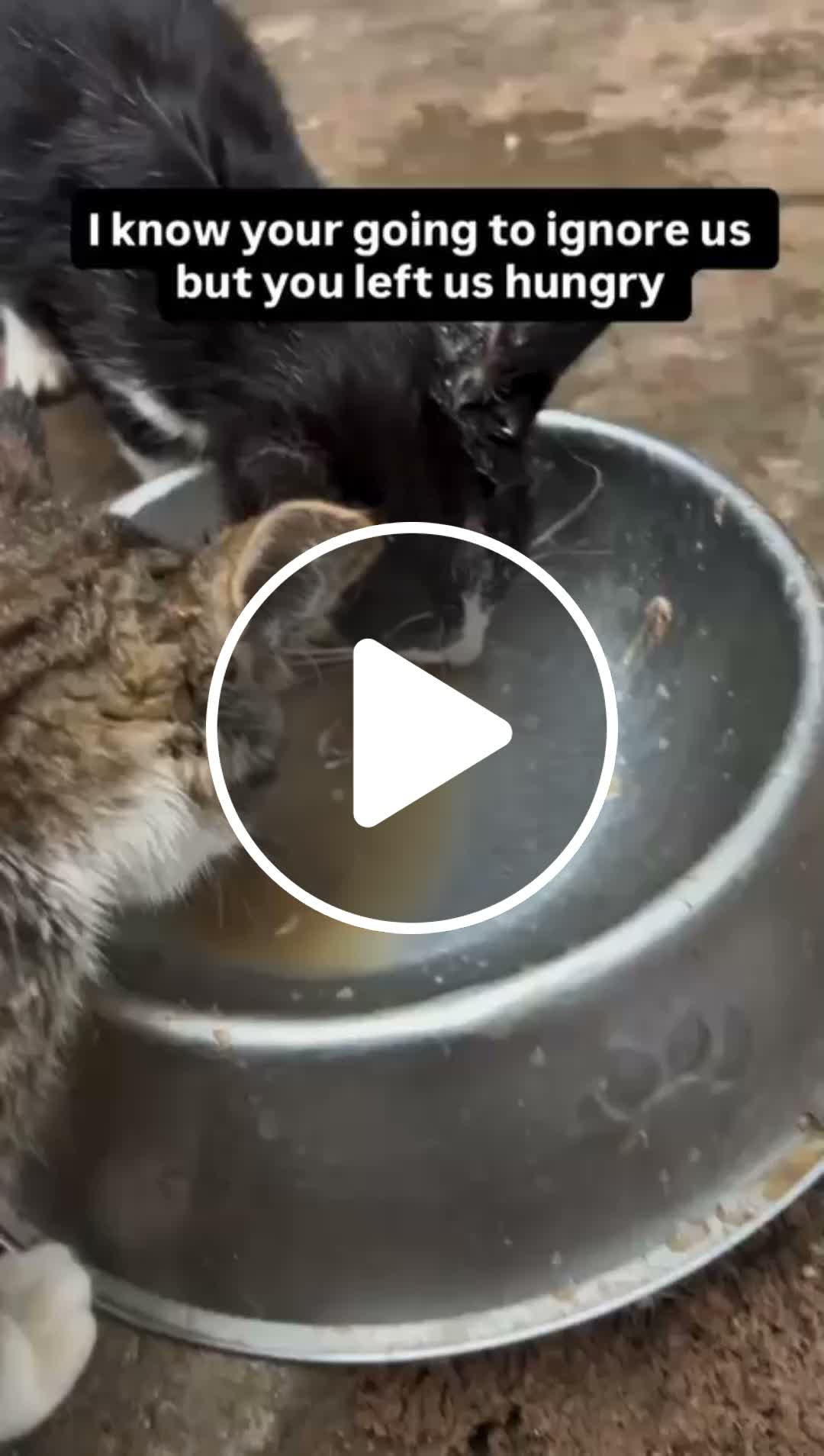 Please help us with a donation to feed our cats and dogs #animalrescue ...