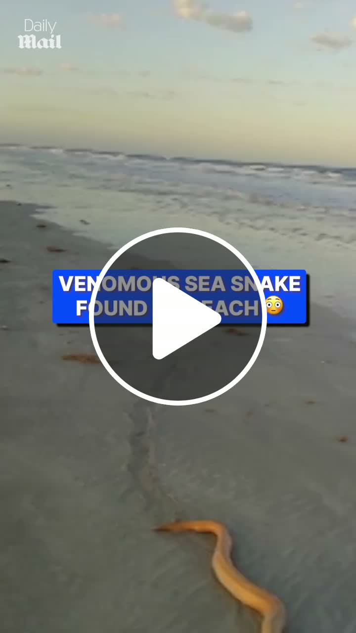 Venomous snake washes up on Australian beach - NewsBreak