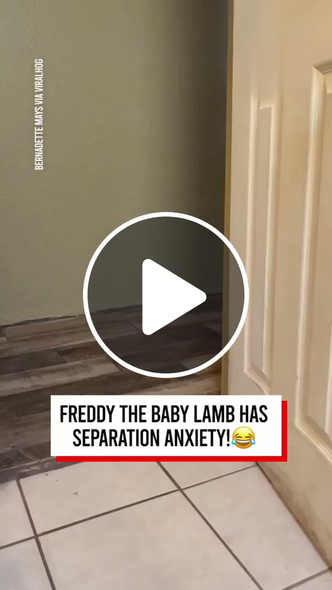 The way the Lamb was running around everywhere! 🥹 - NewsBreak