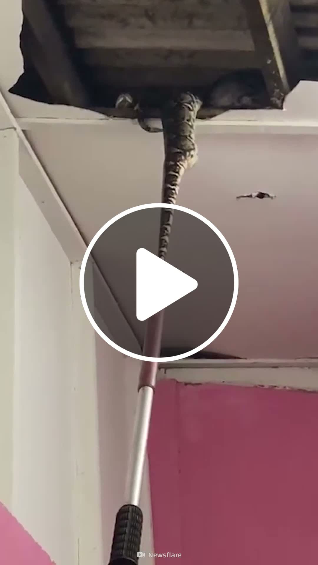 Mating Pythons Crash Through Ceiling - NewsBreak