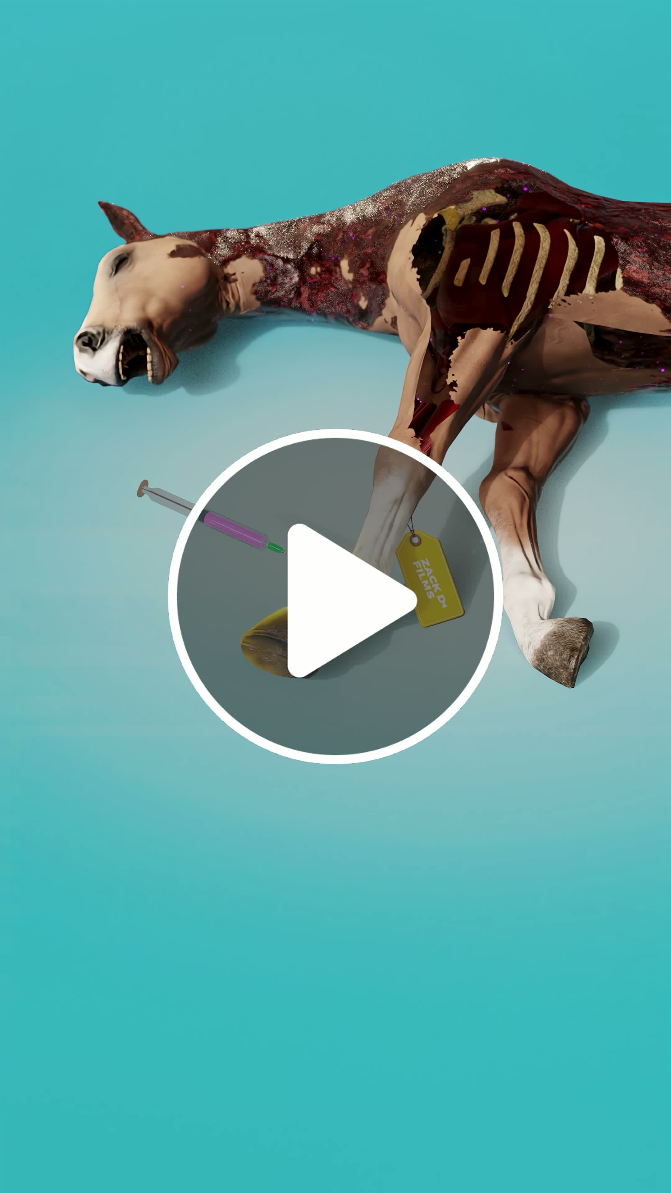 How Plastination Works - NewsBreak