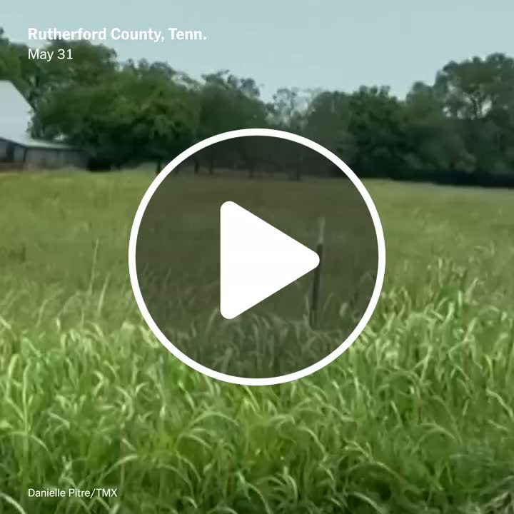 A Tennessee County Is Fascinated as an Escaped Zebra Runs Wild - NewsBreak