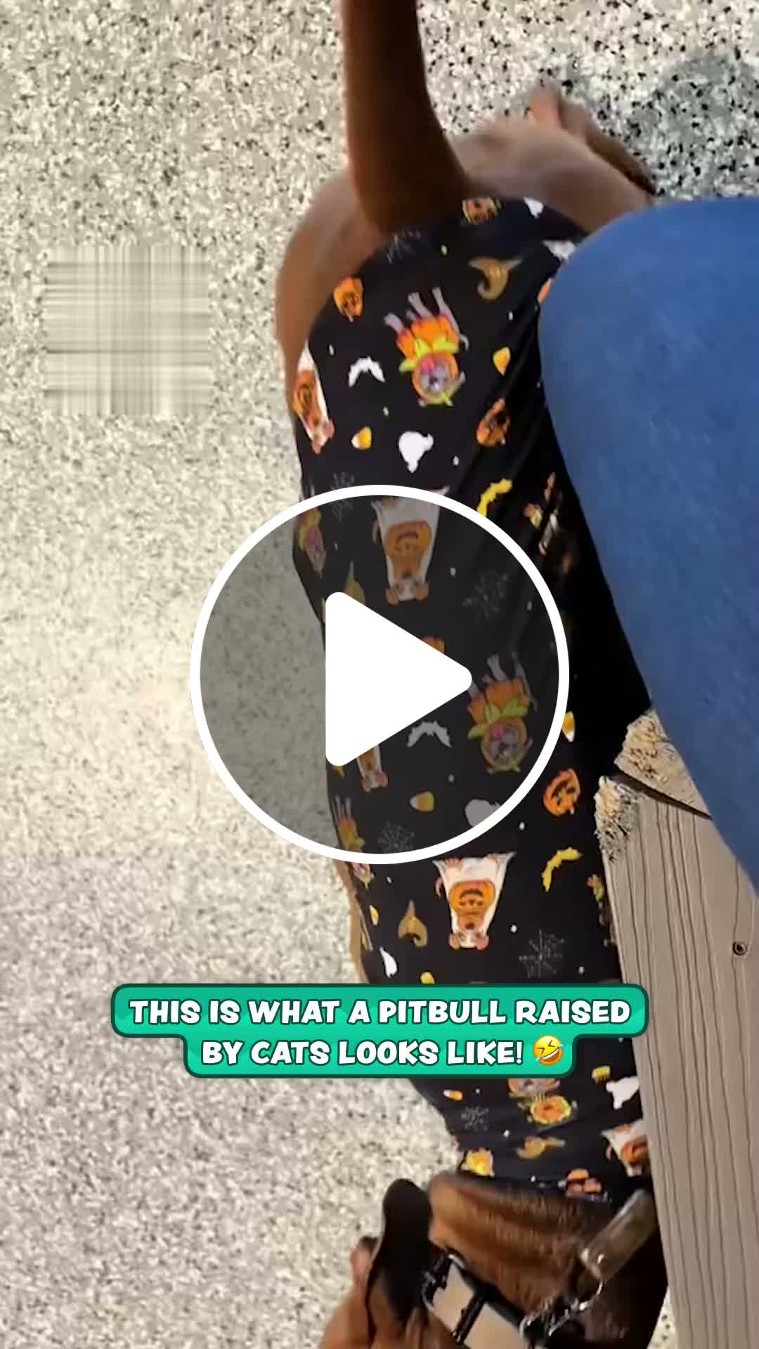 Very mindful, very demure! 😂🐱 - NewsBreak