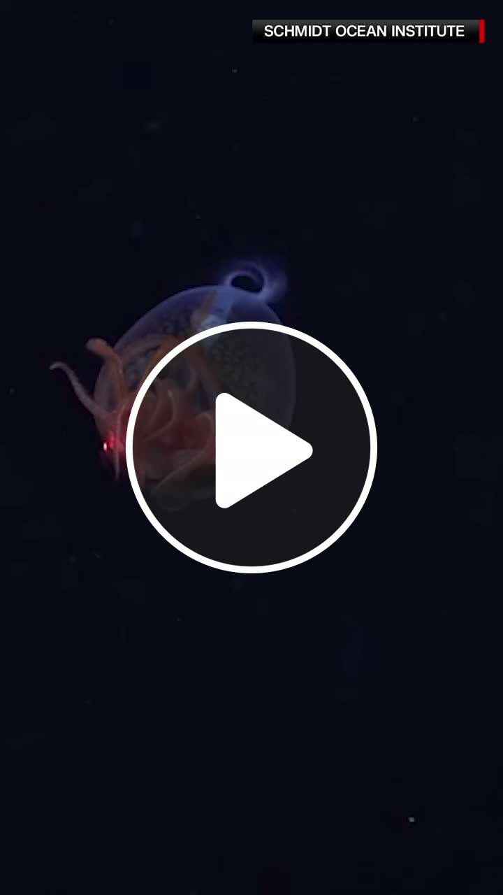 Scientists have captured the first ever video of a colossal squid CNN s ...