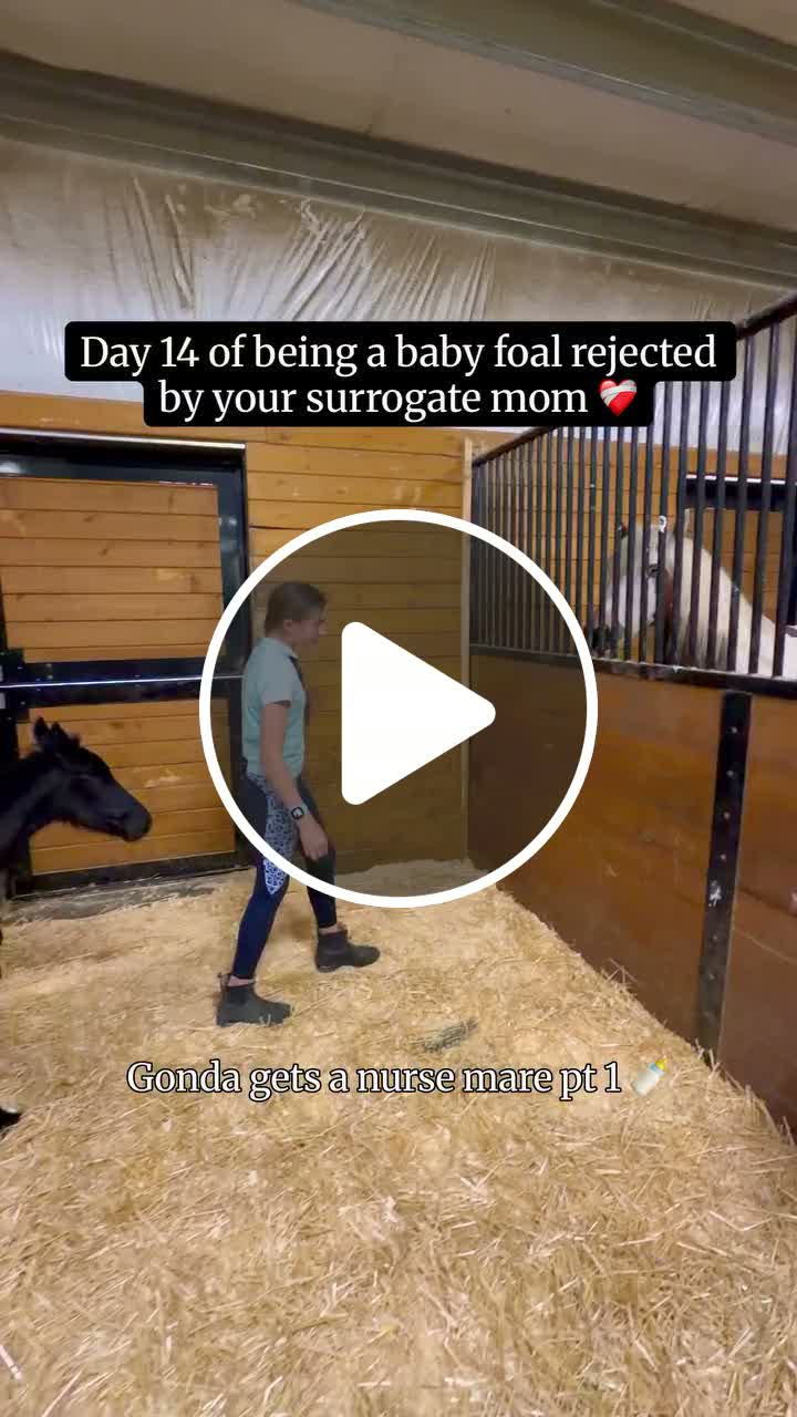 Introducing baby Gonda to her new nurse mare FijiWhat do you think ...