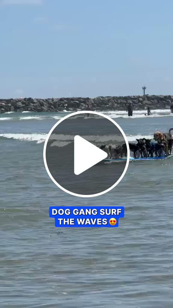 Huge group of dogs ride surfboard 😭 #dogs #surfing #beach 📸 David ...