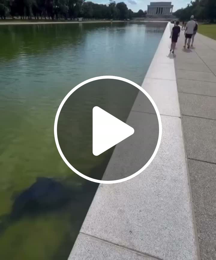 Huge chunks of blue paint are now peeling off the Reflecting Pool just ...